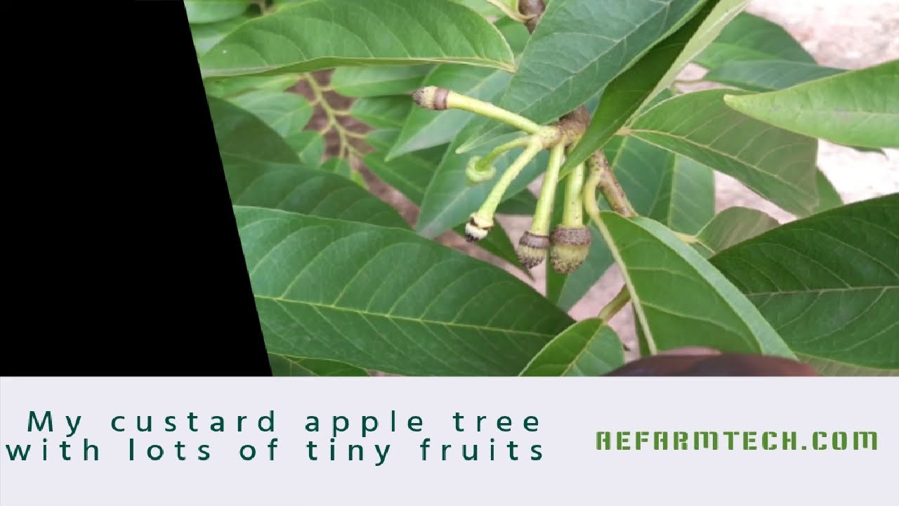 Tiny custard apple fruits after a successful hand pollination. - YouTube
