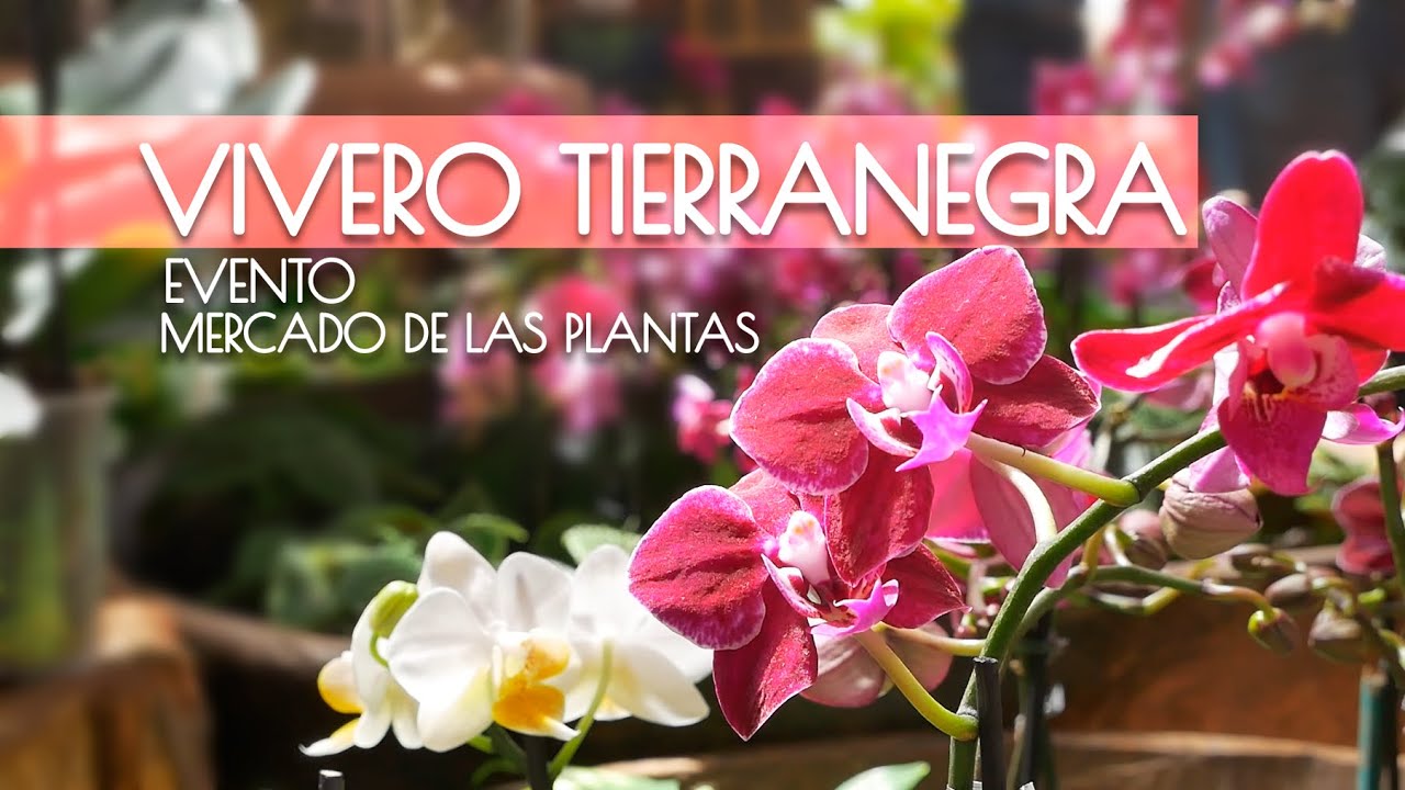 TIERRANEGRA: Un Vivero de Encanto y Maravillas Botánicas - YouTube