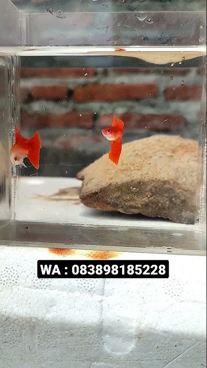 ikan Guppy Albino Full Red - YouTube