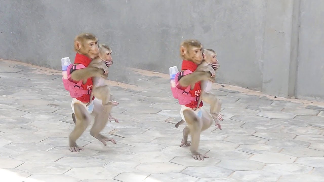 Smart Donal Carry Cici To Drink Milk At Relaxing House - YouTube