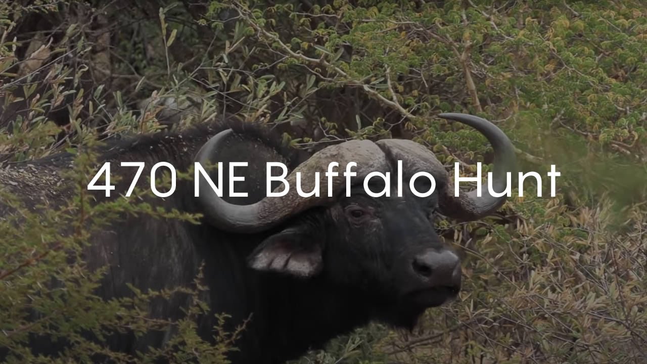 470 NE Buffalo Hunt - YouTube