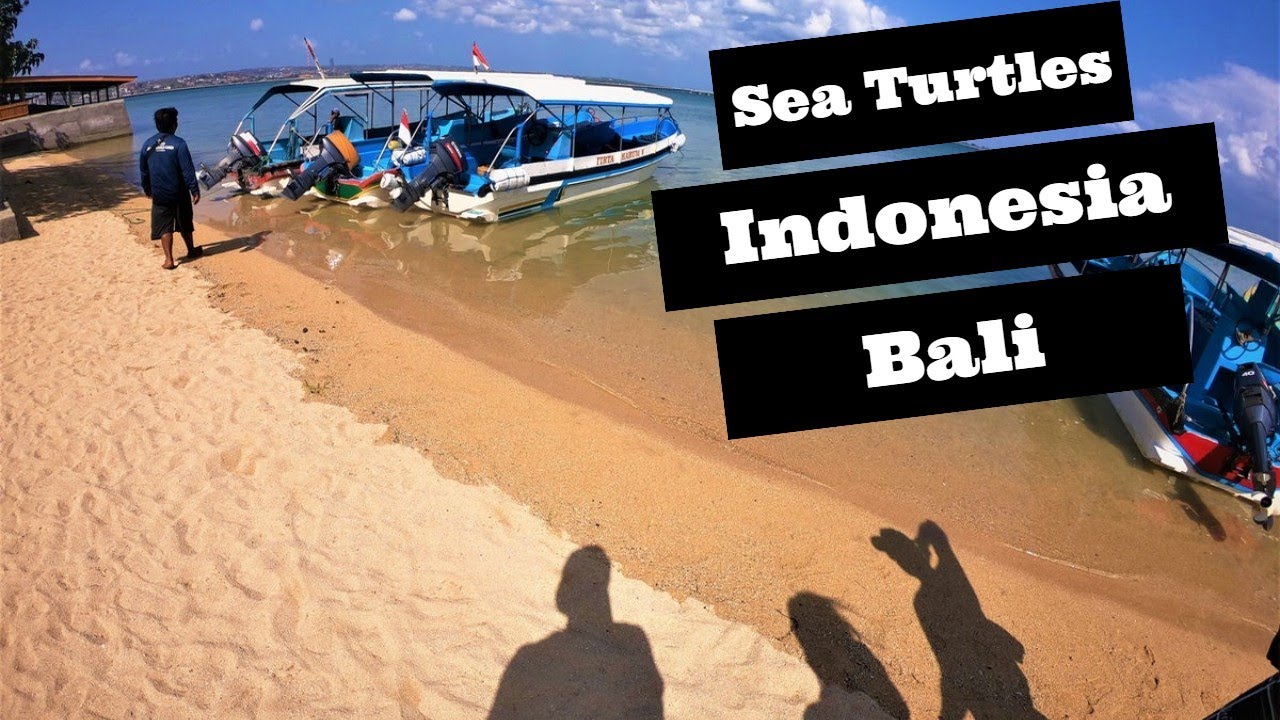 Bali Indonesia Denpasar Sea Turtle Tour Kuta - YouTube