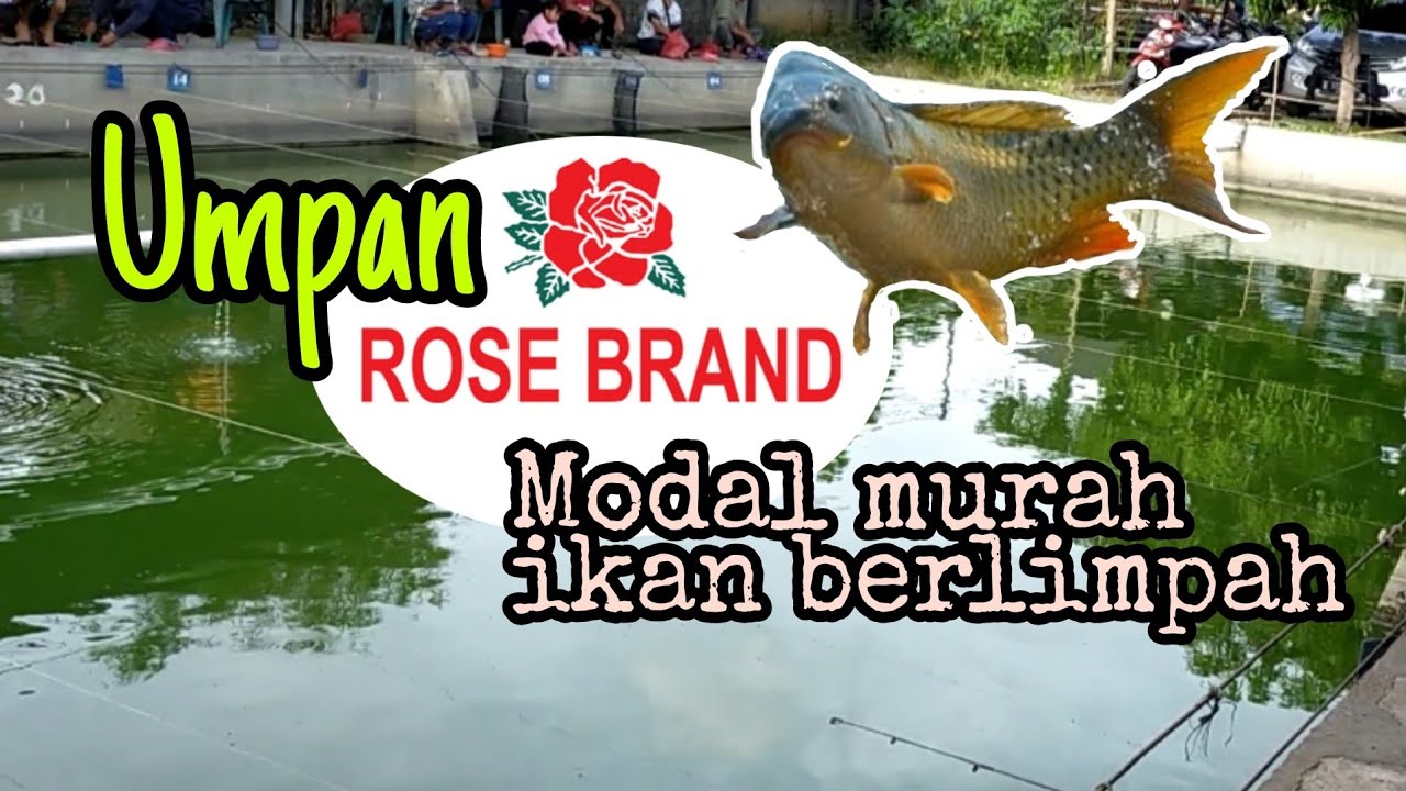 Tutorial Umpan rose brand || mancing ikan mas - YouTube