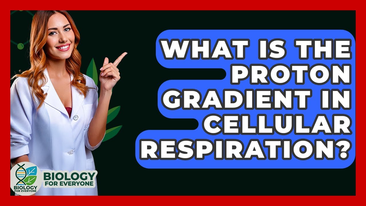 What Is The Proton Gradient In Cellular Respiration? - Biology For ...