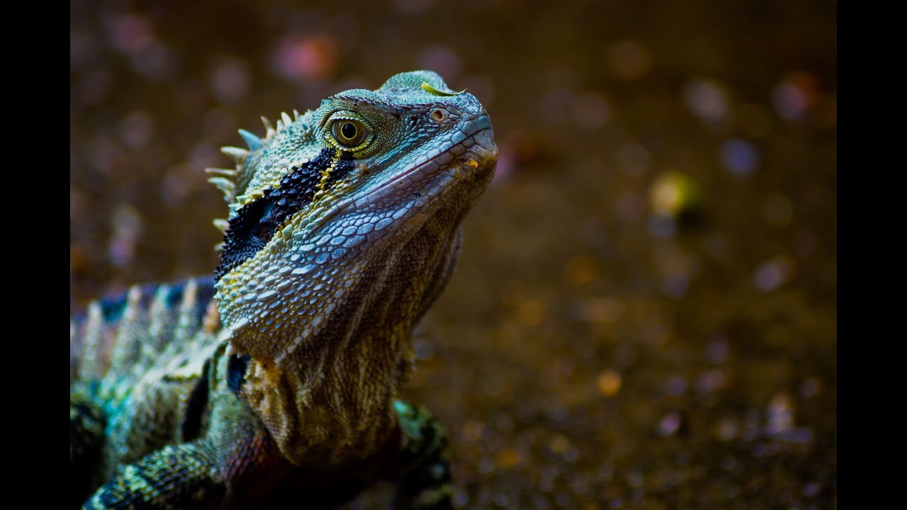 Life of Lizard - YouTube