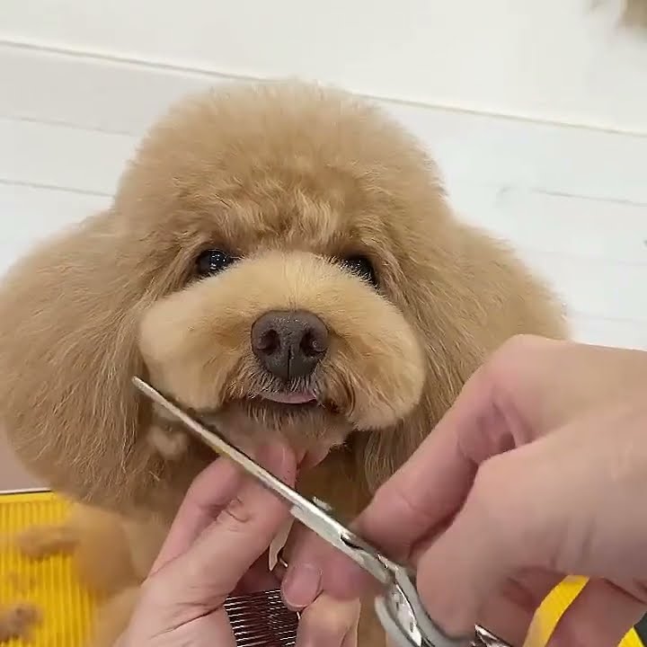 All About Trimming: Tips for a Natural and Stylish Dog Grooming ...