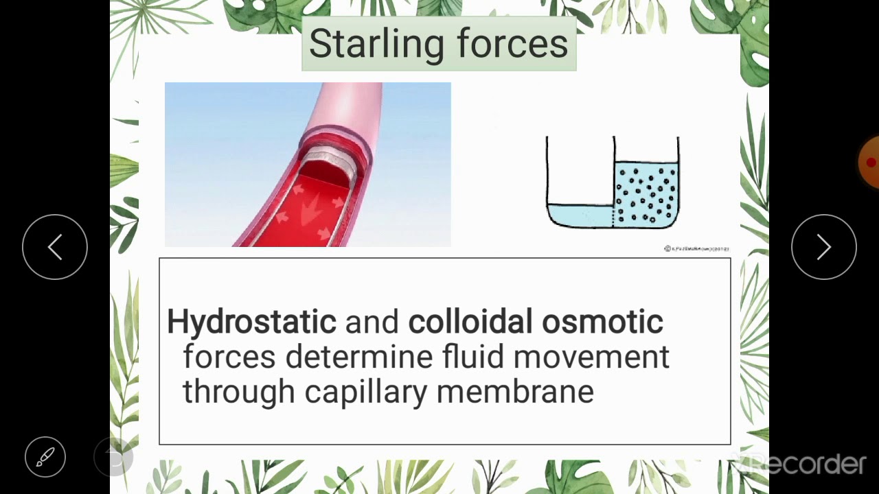 Microcirculation part 2 - YouTube
