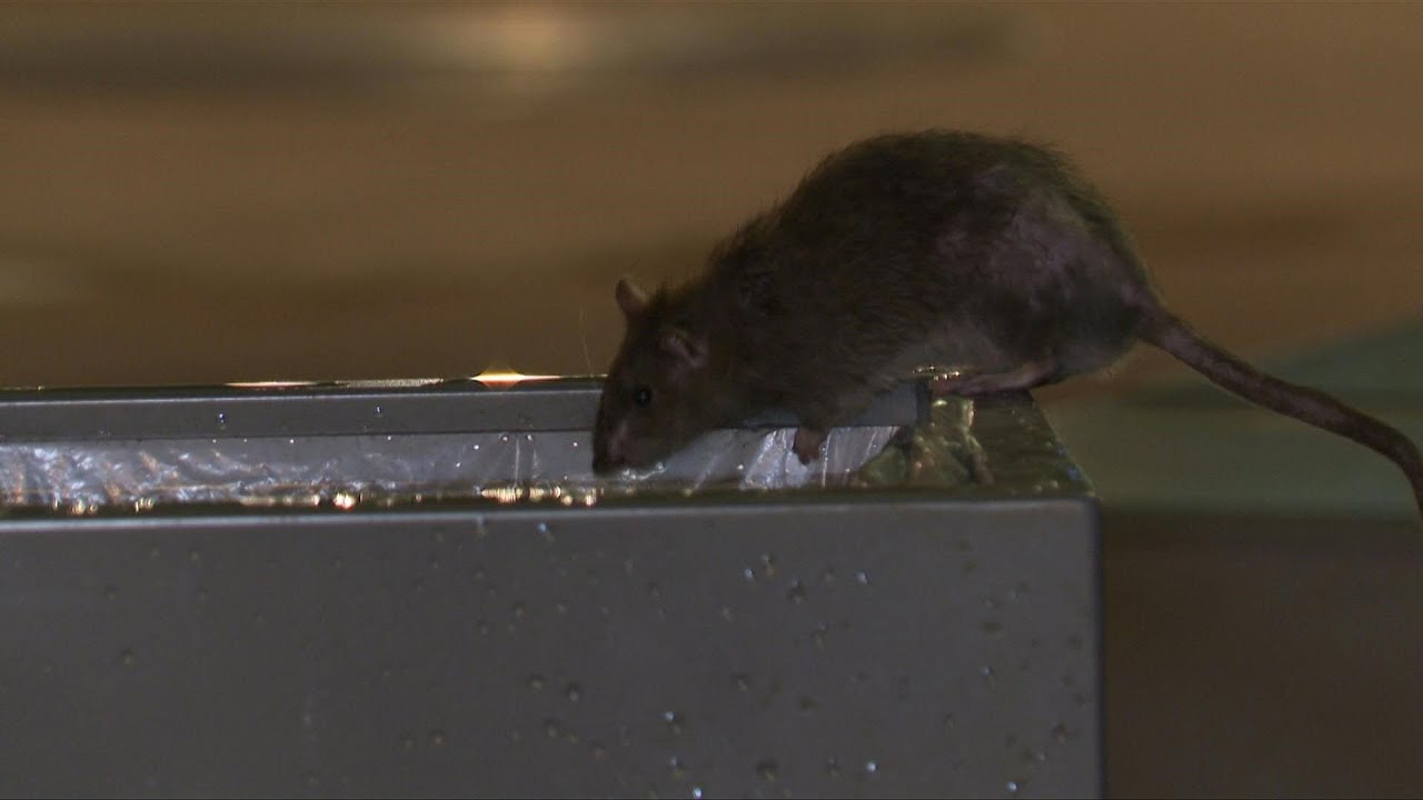 Rat race: rodents become talking point of Paris polls | AFP - YouTube