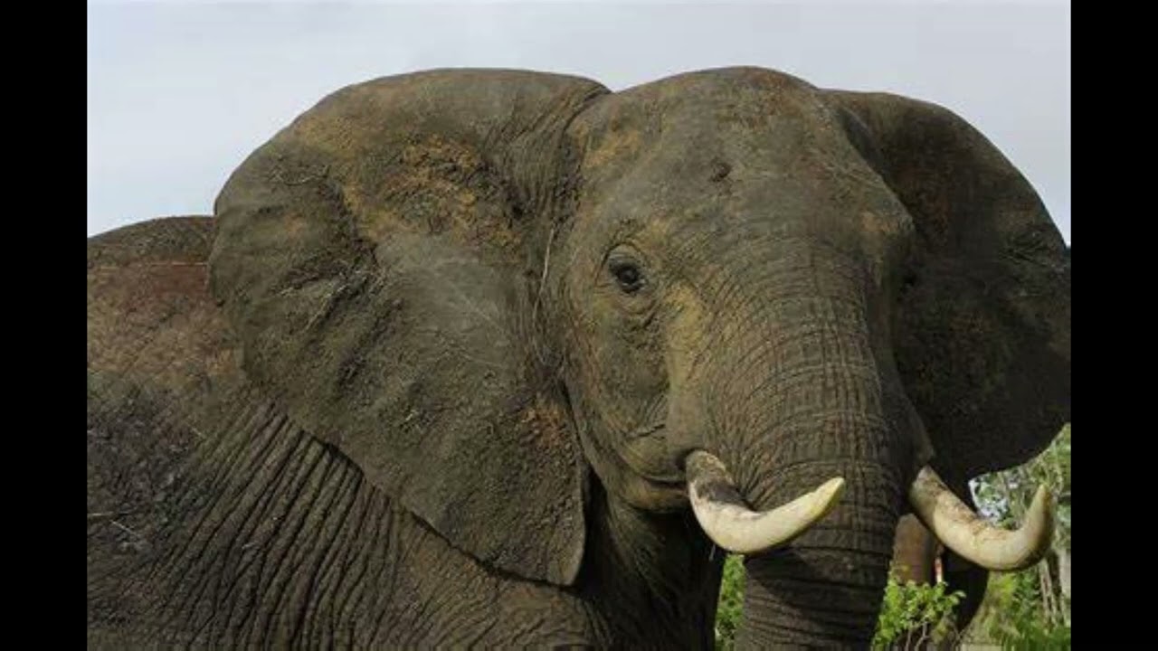 Simple Soundz | Elephant Sound Effect - YouTube