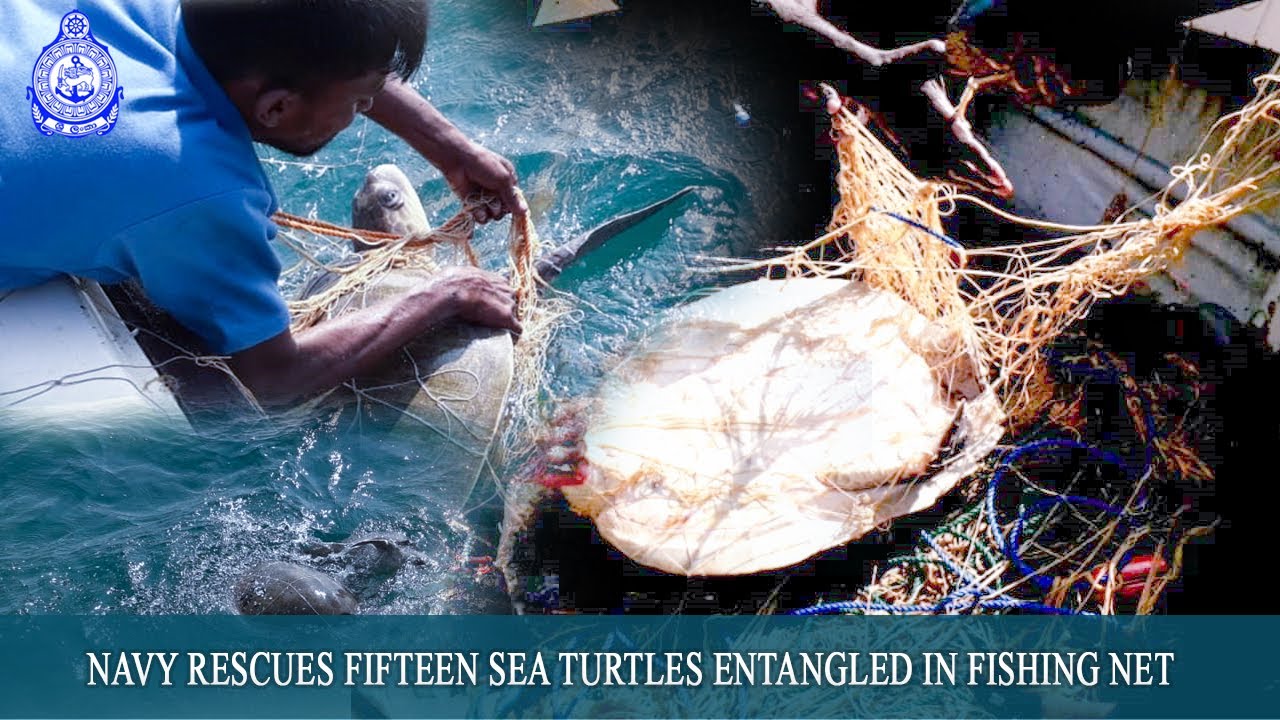 Navy rescues fifteen sea turtles entangled in fishing net - YouTube