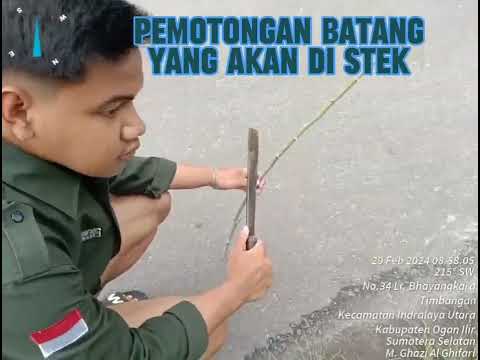 Perbanyakan Tanaman Dengan Cara vegetatif yaitu menyetek batang ubi ...