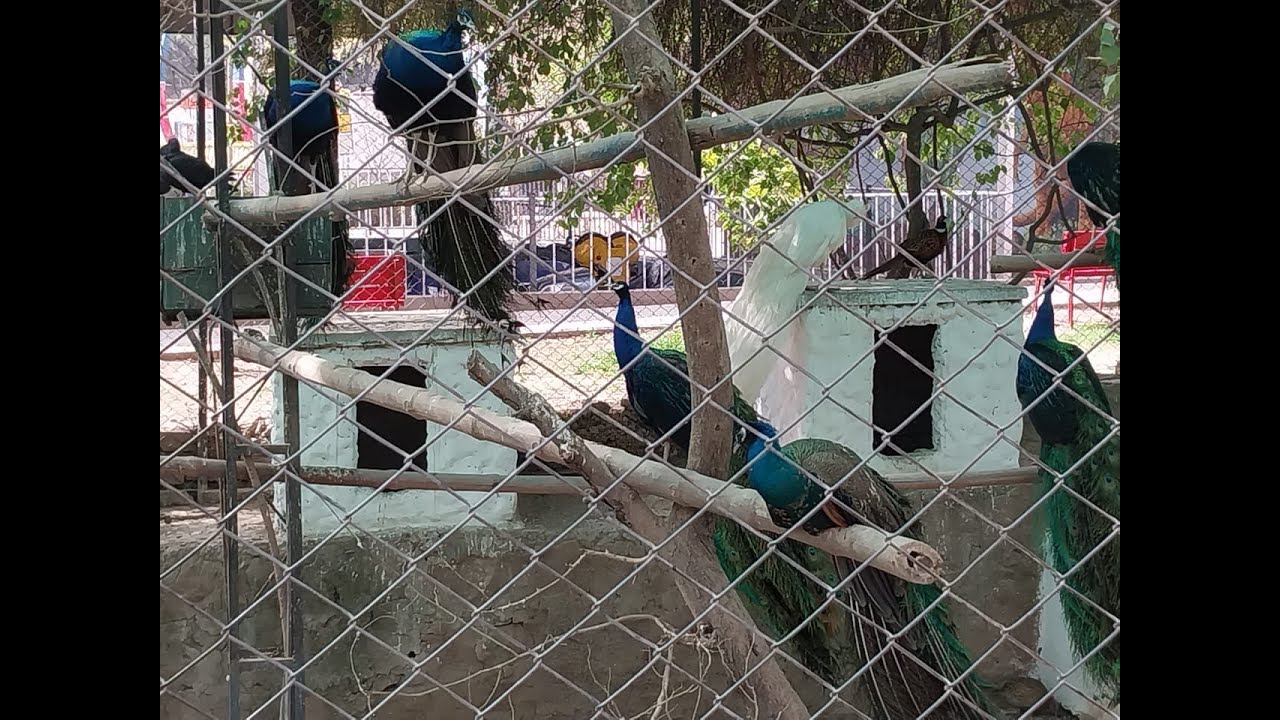 Zayan and Salwa Visit Zoo|fun family |Ayub Park #zoo #birds #animals # ...