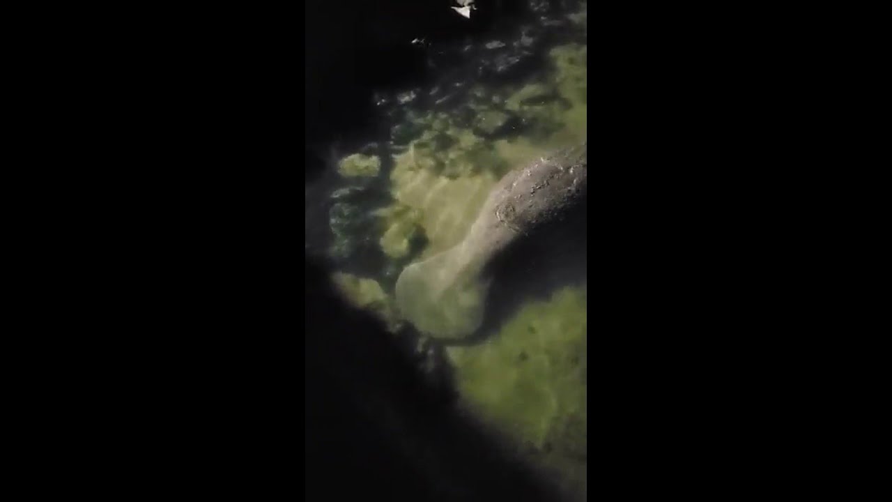 Emaciated manatee in Titusville appears to search desperately for food ...
