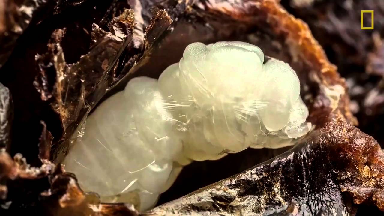 Amazing Time Lapse Bees Hatch Before Your Eyes 1 - YouTube