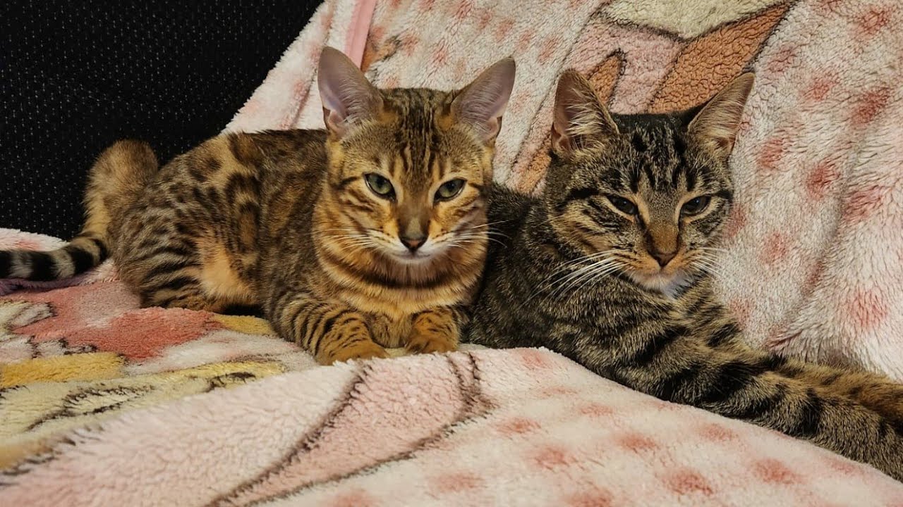 Ups🙈#funny Animals cat's #shortsvideo #cats - YouTube