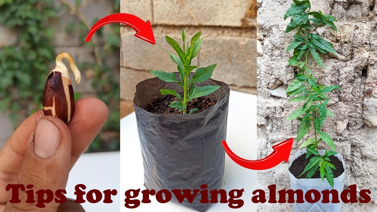 How to grow Almond tree at Home- how to grow badam Trees from seeds ...