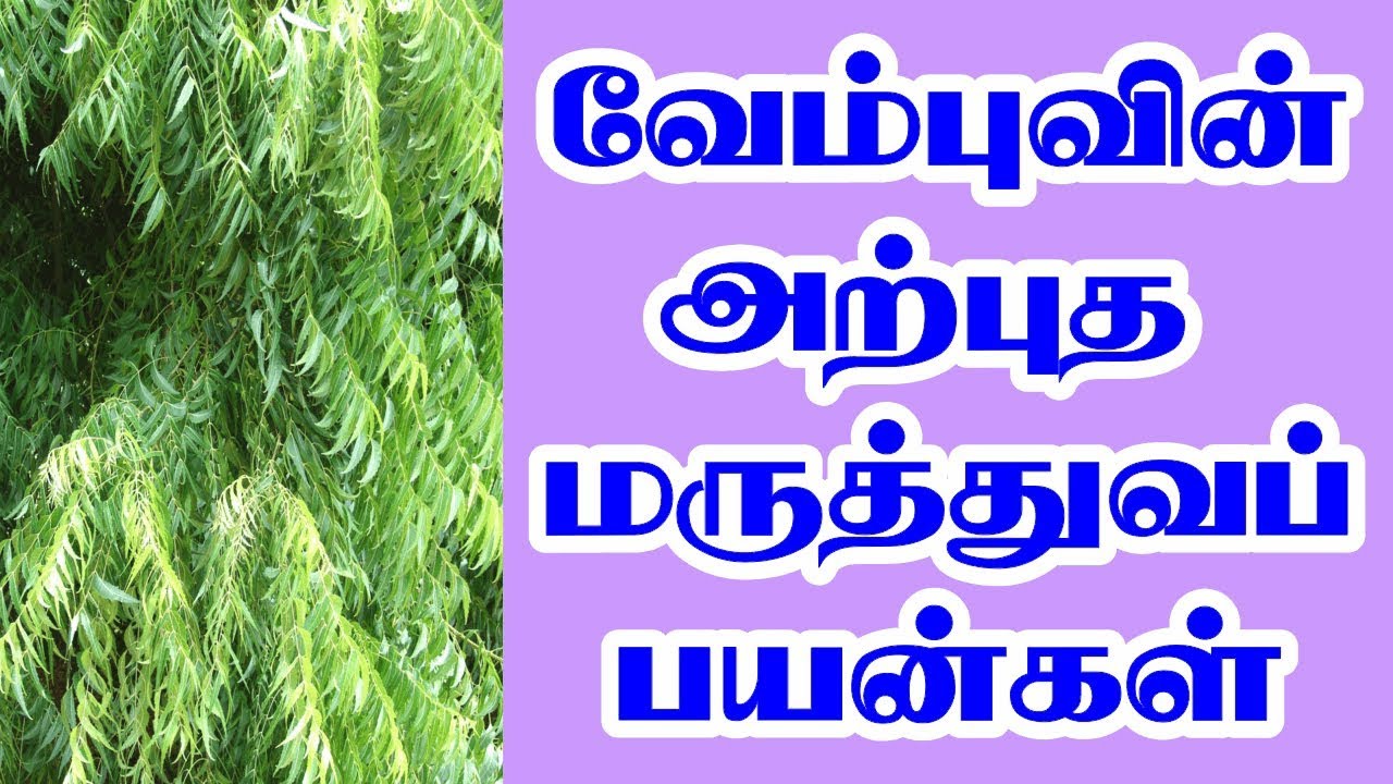 MEDICINAL BENEFITS OF VEMBU ( NEEM TREE) / வேம்புவின் அற்புத மருத்துவப் ...