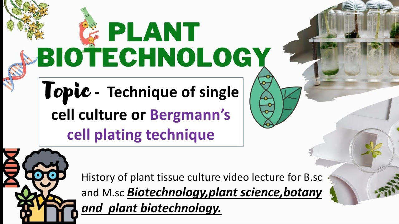 single cell culture in plant tissue culture | Bergmann's cell plating ...