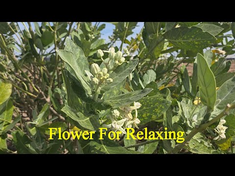 Flower For Relaxing (ET Relaxing)