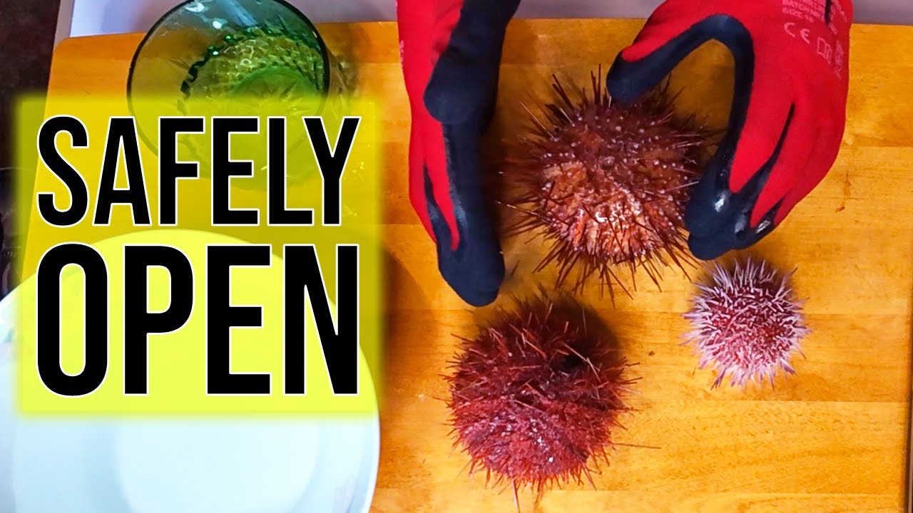 3 Safe Ways to Open Sea Urchins (and Easily Extract Roe/Uni) - YouTube