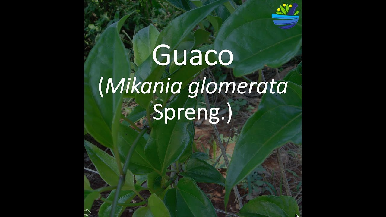 Guaco | Fitoterápico RENAME - YouTube