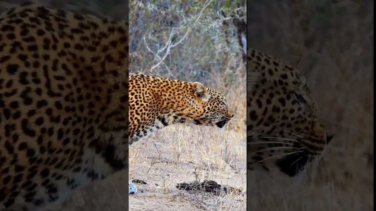 Best Wildlife Videos to Watch Right Now