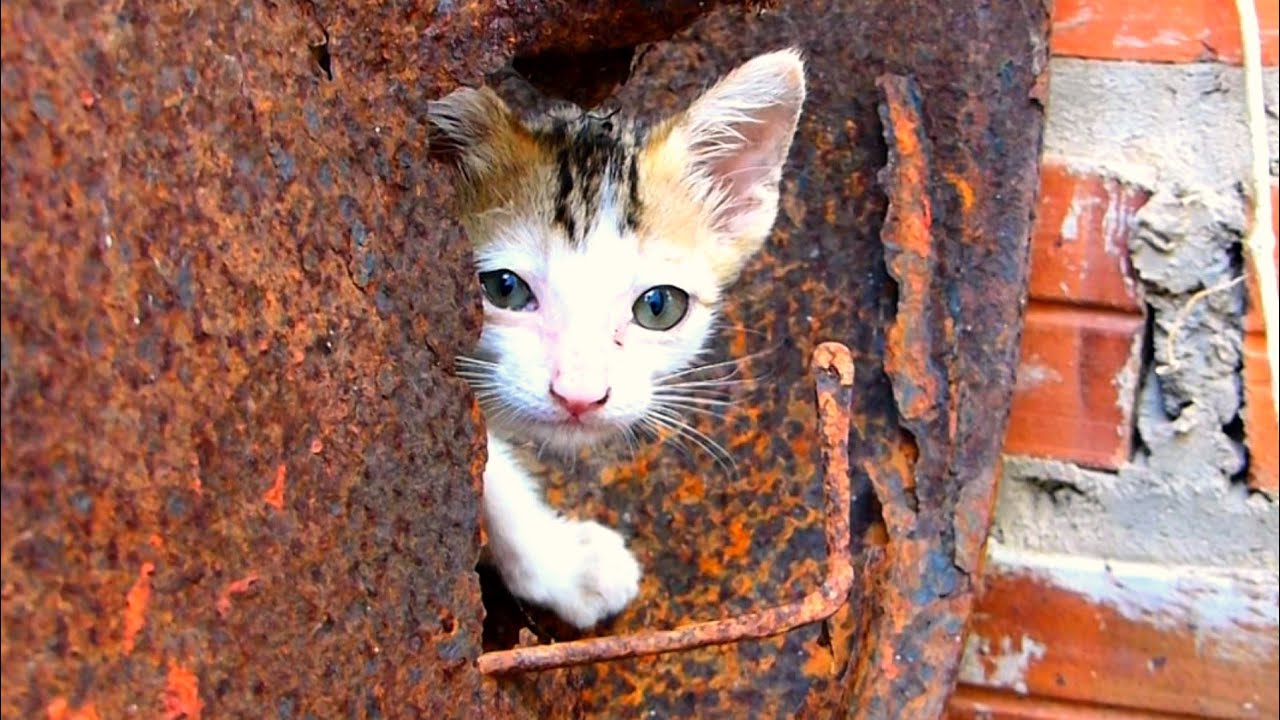The Poor Kittens Leaves In Old Home .The Cute Kitten With Finding The ...