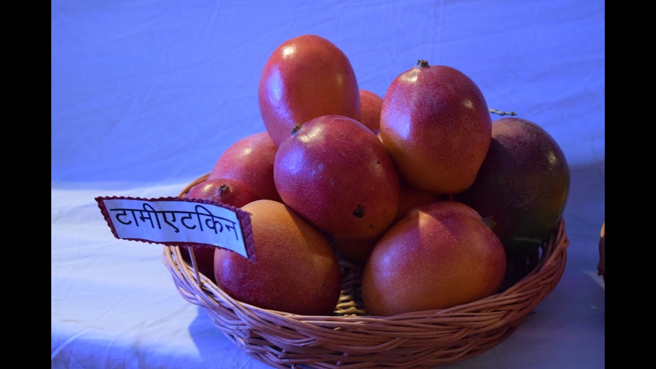 World's Best Mango Varieties | Tommy Atkins | Purple & Red Mango ...