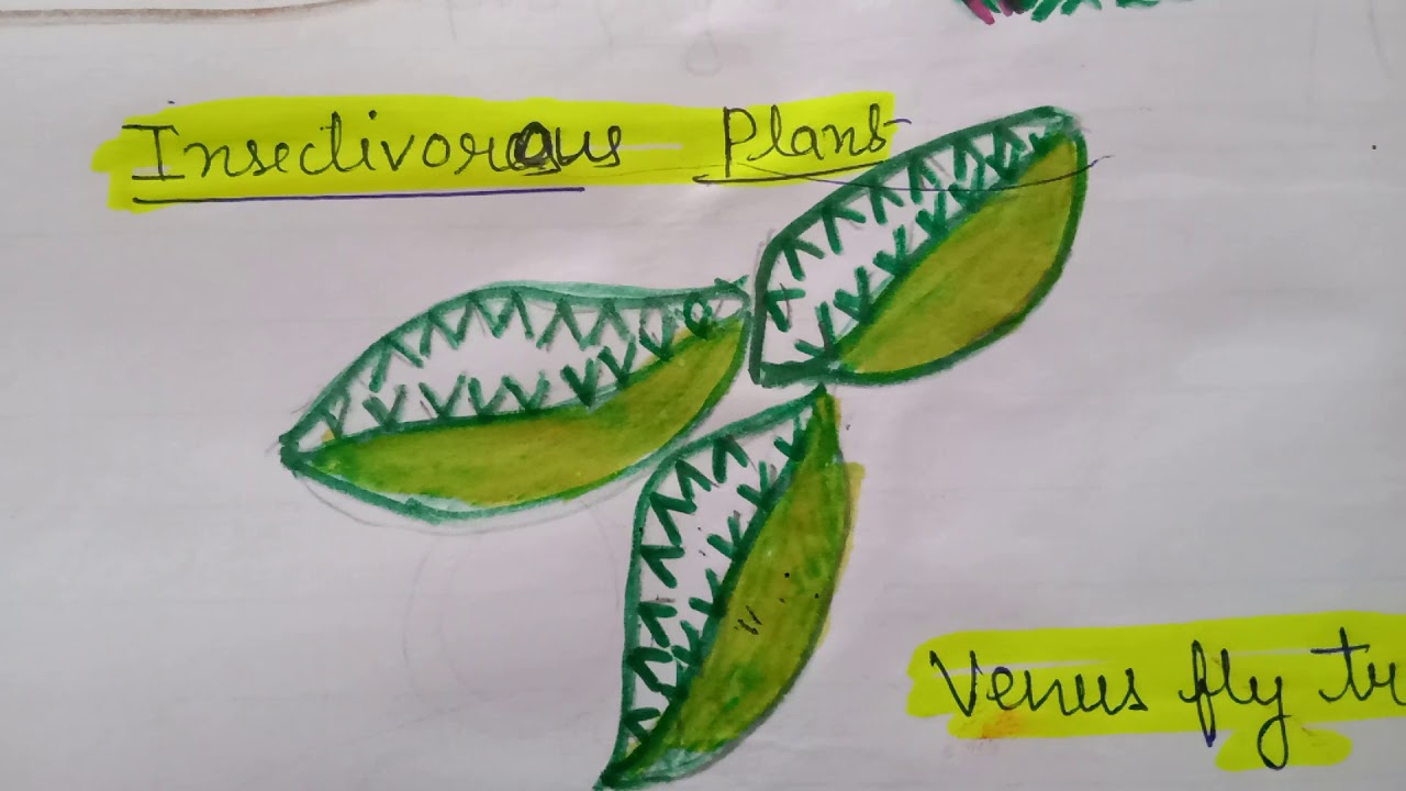 Nutrition of plants | parasites | saprophytes | symbiotic ...