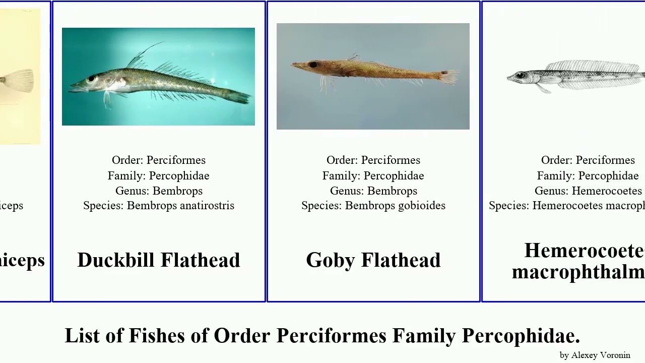 List of Fishes of Order Perciformes Family Percophidae. brasiliensis ...