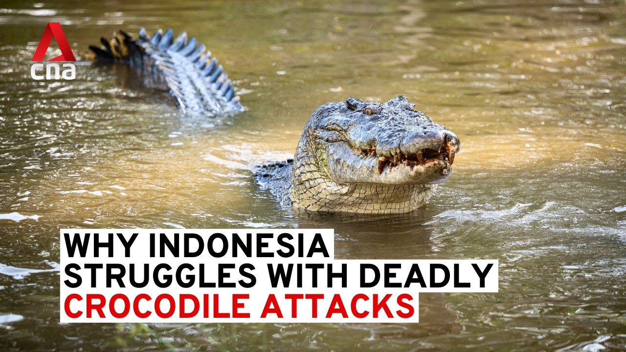 Why Indonesia struggles with deadly crocodile attacks - YouTube