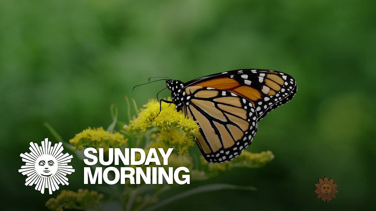 Nature: Butterflies in the summer sun - YouTube