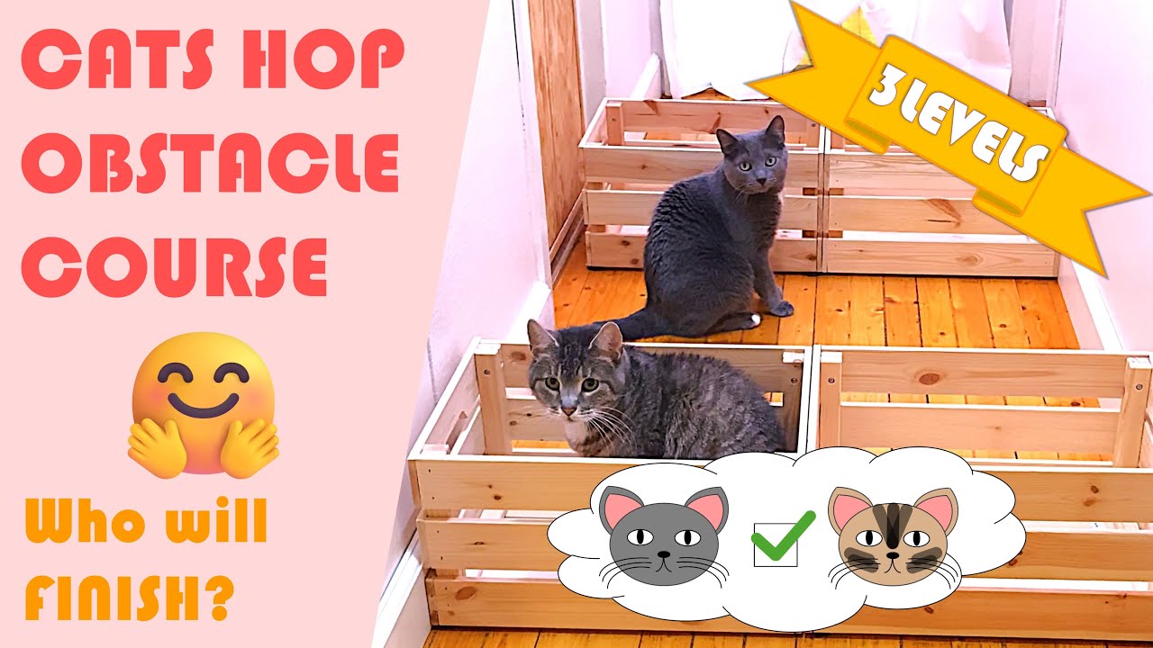 Our Cute Cats in Box Obstacle Course 🥰 Will They Pass The Challenge 🥰 ...