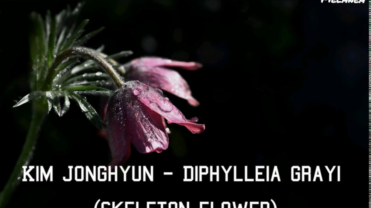 Kim Jonghyun - Diphylleia Grayi [Skeleton Flower] (Legendado/Tradução ...