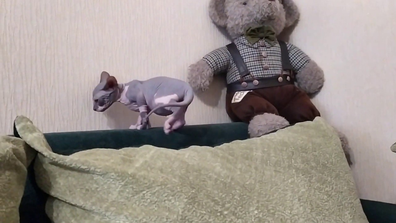"Felix" Male Sphynx Kitten | Purring Sphynx - YouTube