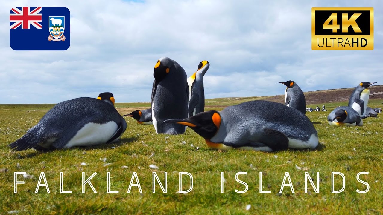 FALKLAND ISLANDS 4K - Penguins and Wildlife at Falklands - Relaxing ...