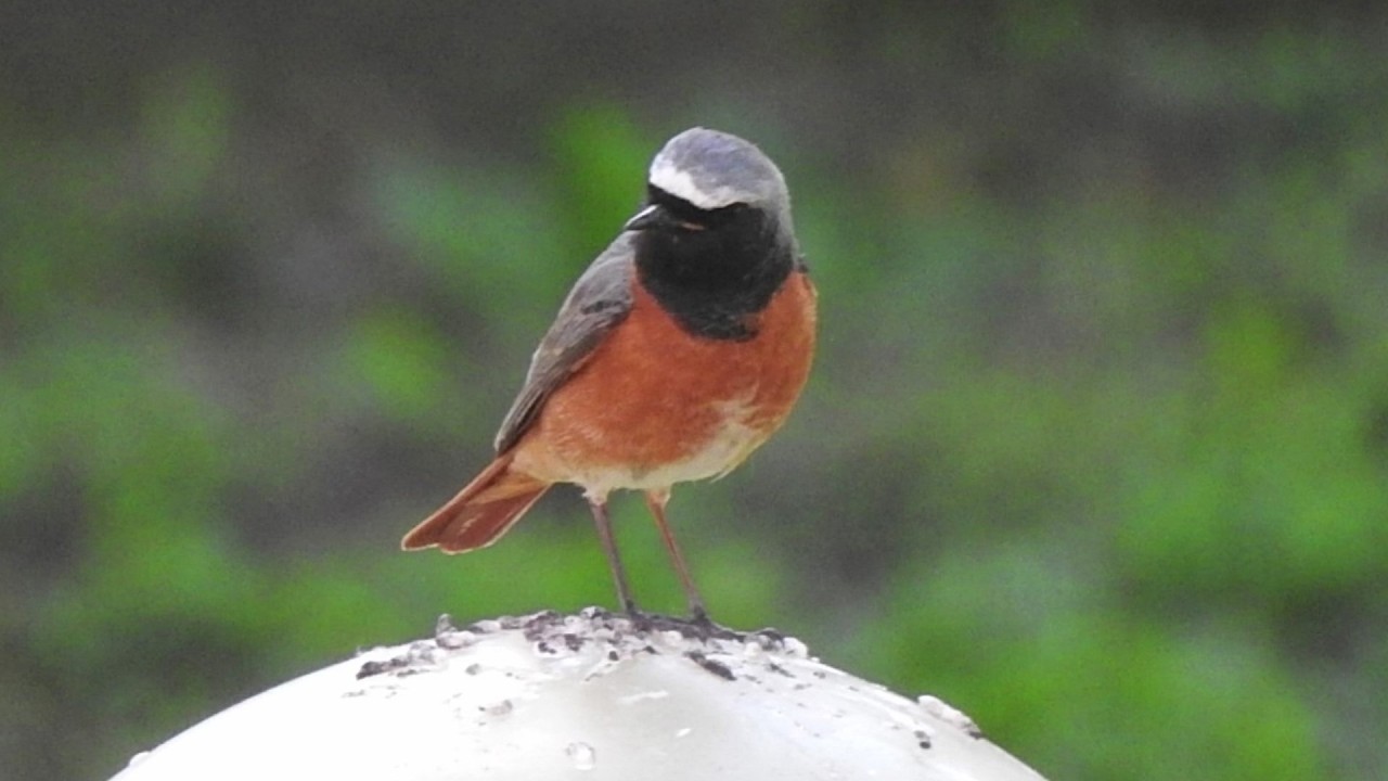 Il canto del Codirosso comune e lo Spazzacamino. - YouTube