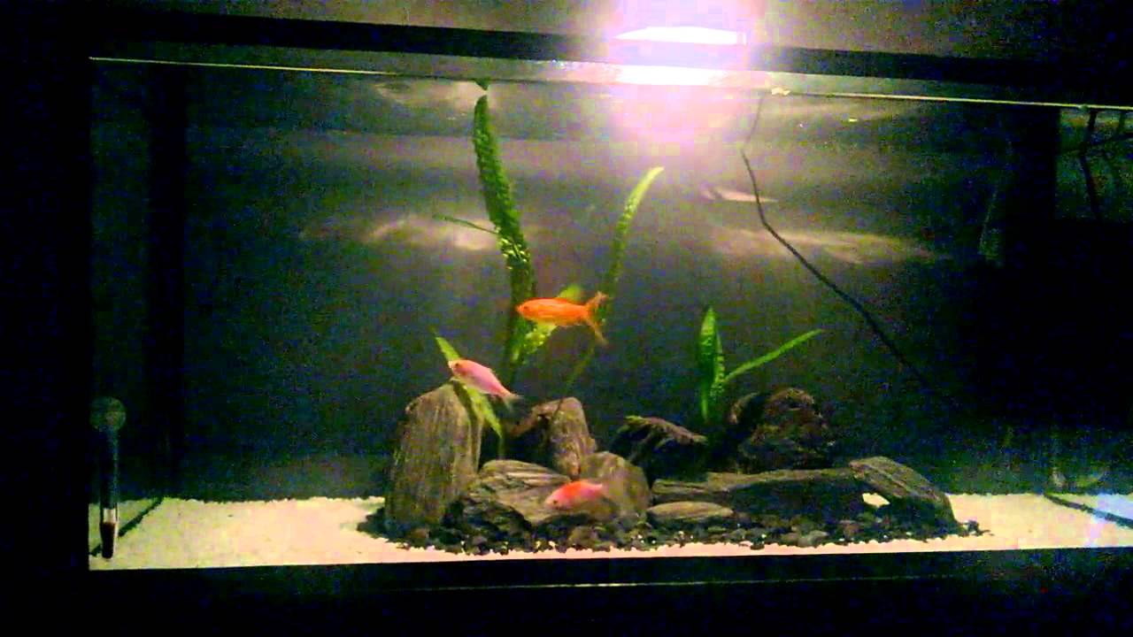 My goldfish relax (3 koi and 2 comet fish) HD - YouTube