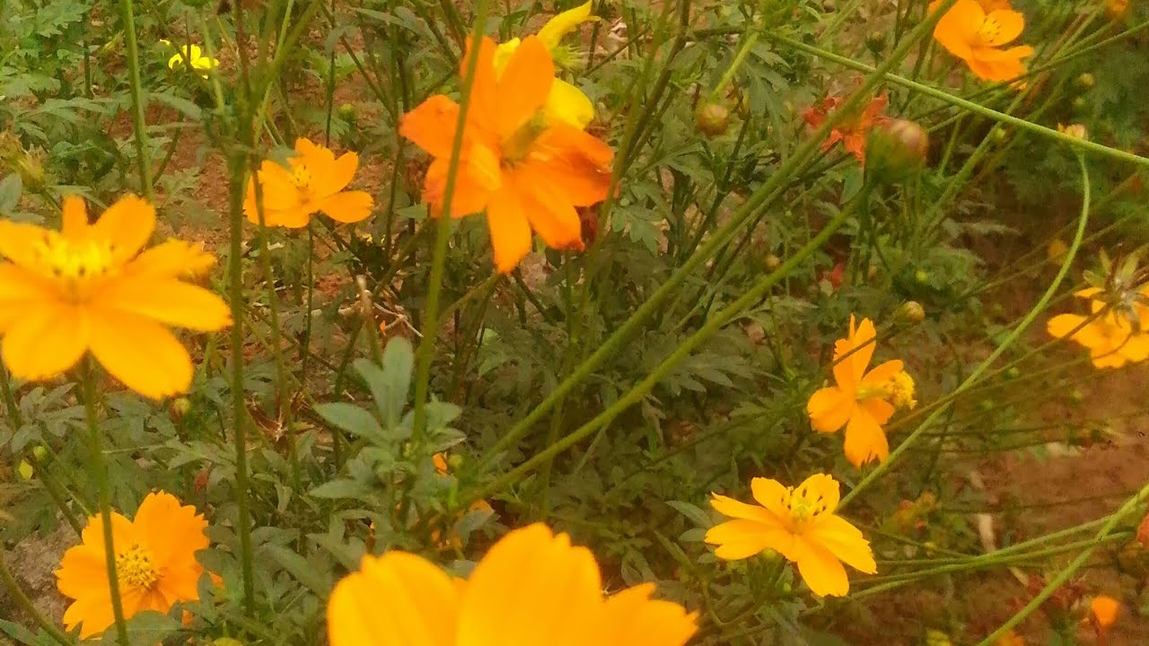 saguan Tree Plantation at hill side ODISHA Video - YouTube