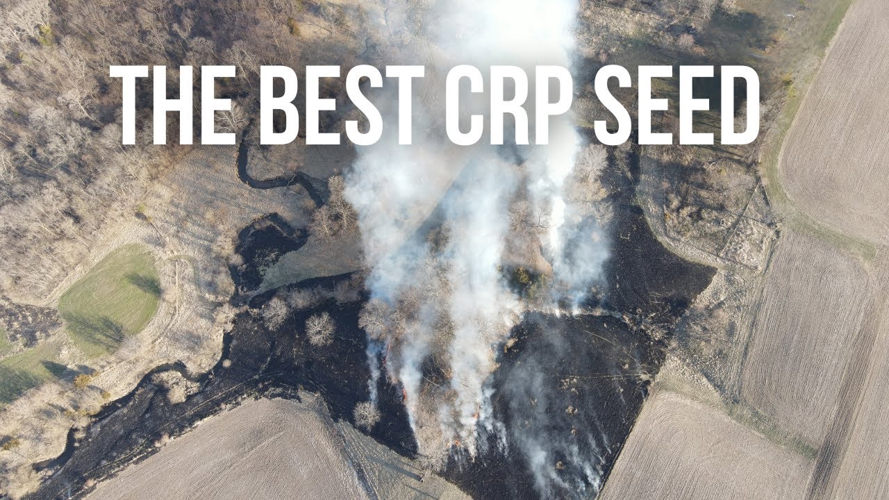 What You Need to Know Before Buying CRP Seed - YouTube