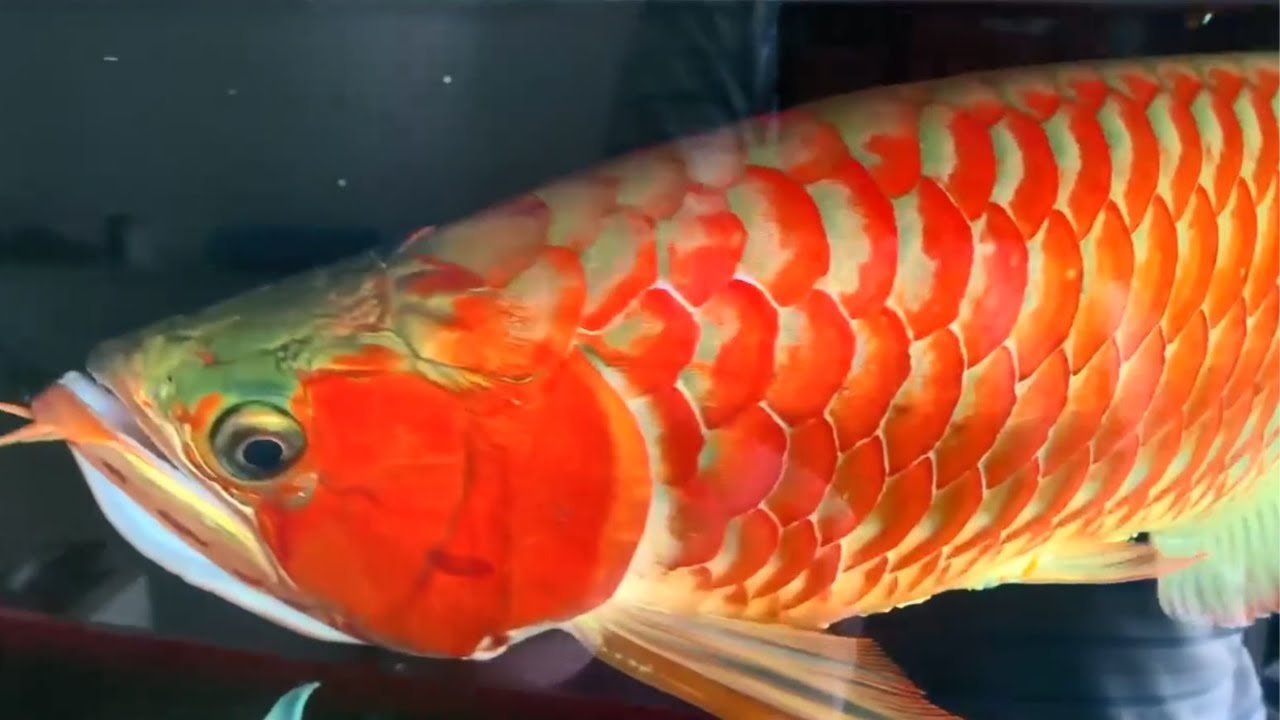 how to care and choose red arowana fish this details all - YouTube