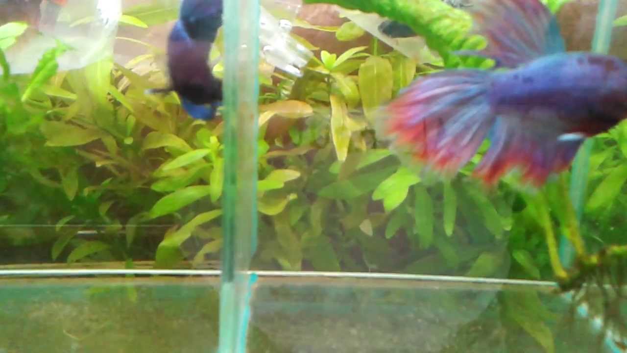 Beta Macho - YouTube