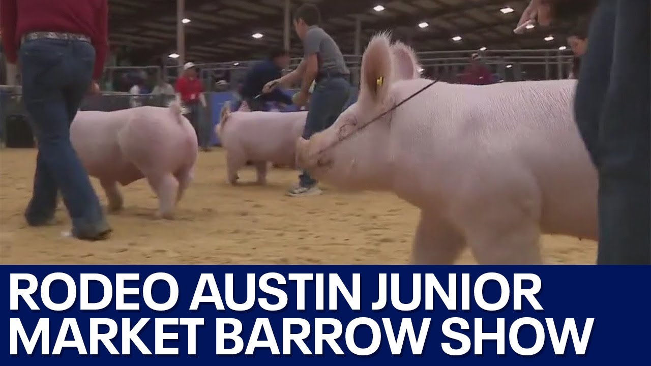 Rodeo Austin: Hundreds showcase pigs in Junior Market Barrow | FOX 7 ...
