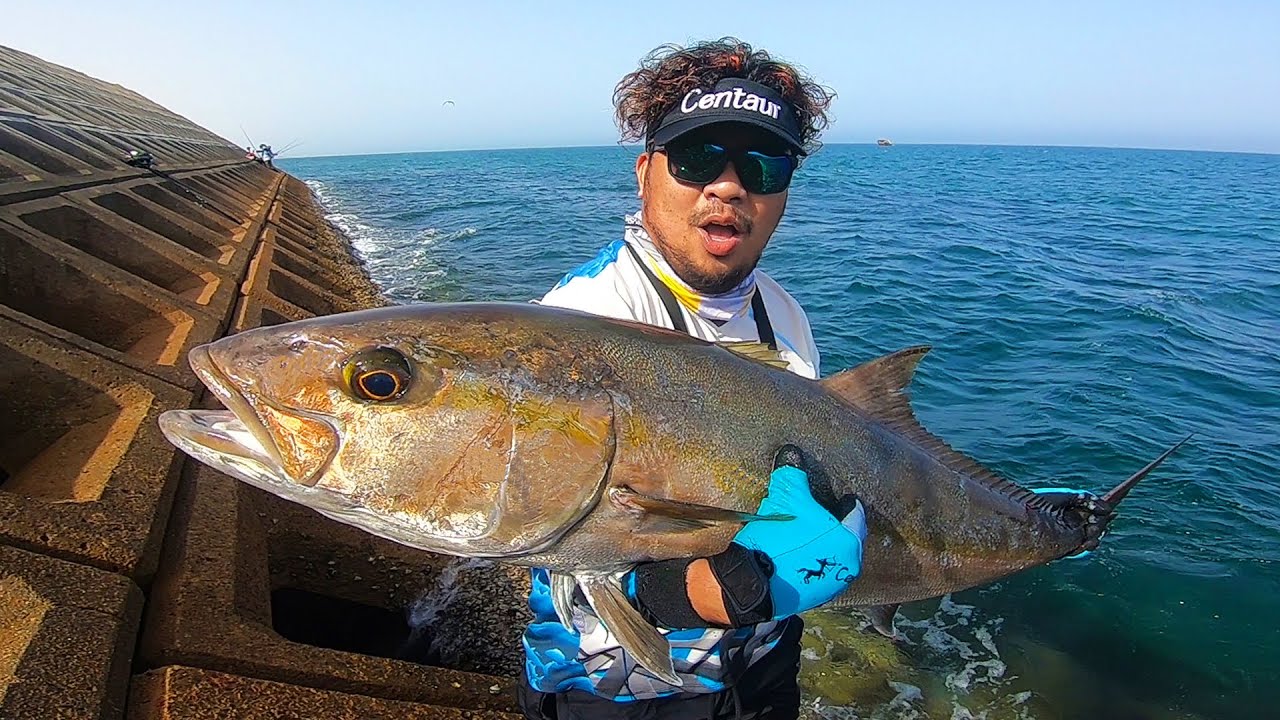 Rarest Giant Amberjack to Catch from Shore Using Popper - YouTube