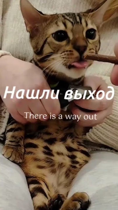Как приучить кота подстригать когти и не остаться без рук 🙀😸 Cat