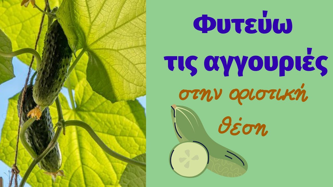 Πως φυτεύω τις αγγουριές στην οριστική θέση τους στον κήπο η σε γλάστρα ...