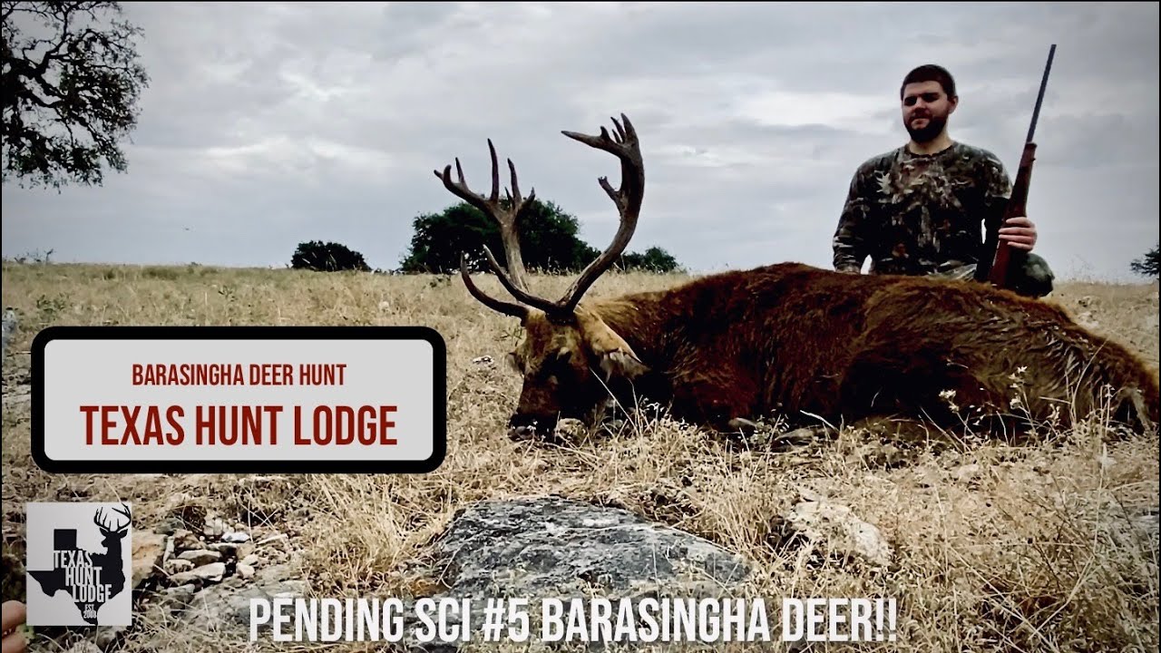 Barasingha Deer Hunt - Pending #5 in the SCI Record Book!!! Texas ...