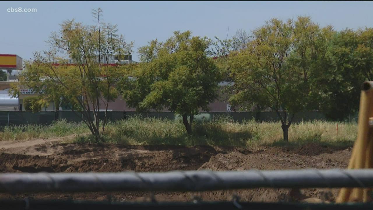 Are Lakeside's Jacaranda trees in danger? - YouTube