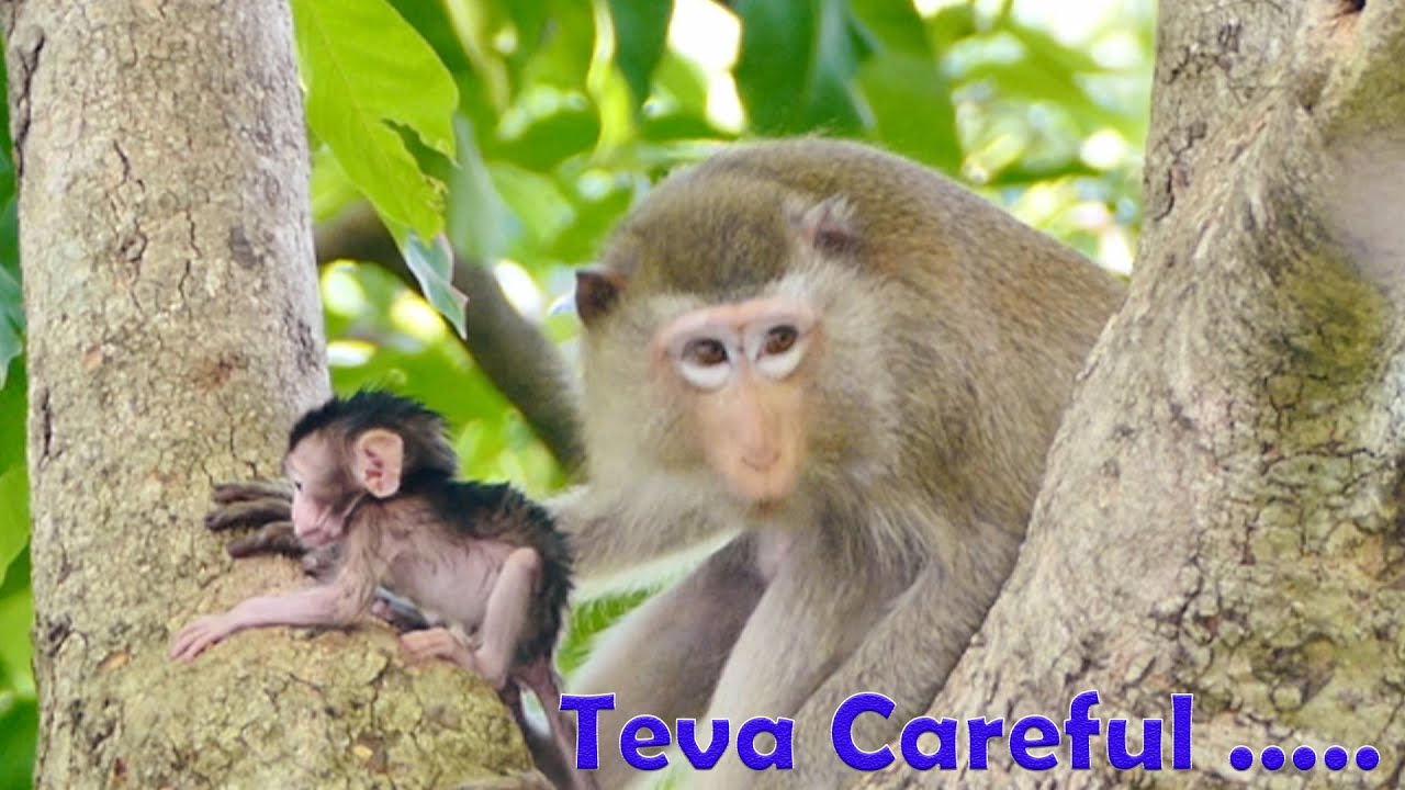 Lacking Power...Baby Tesla Monkey Growing With Less Power And Energy ...