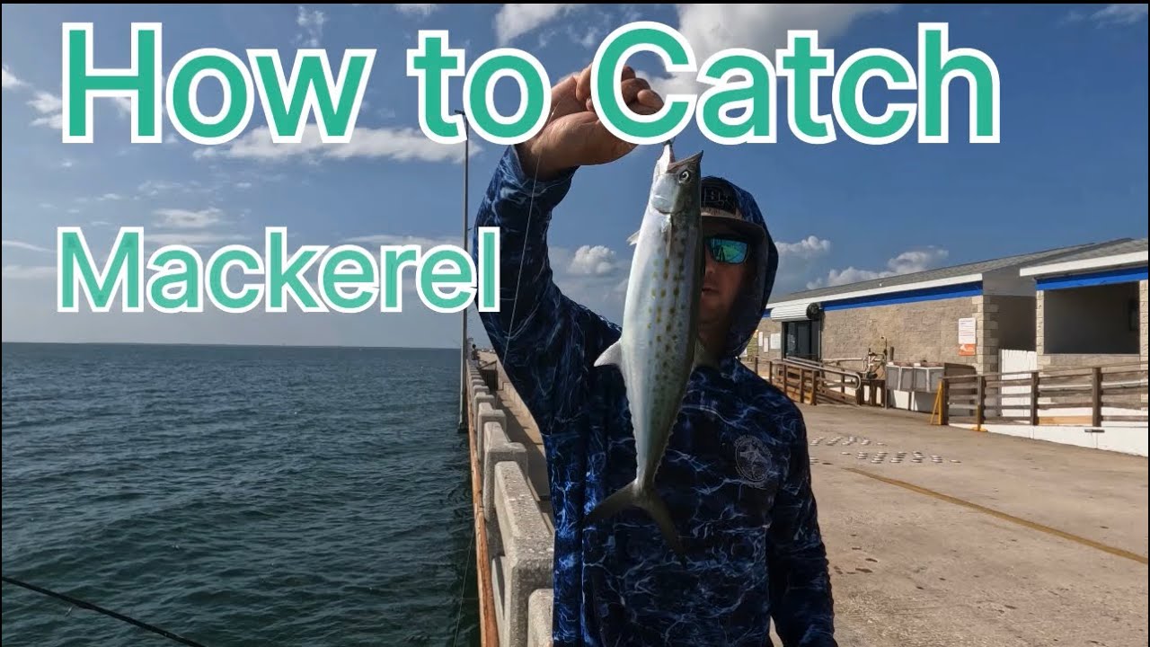 How To Catch Mackerel At Skyway Fishing pier’s #Mackerel #skywaymisfits ...